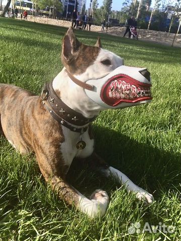Намордник для собак кожа