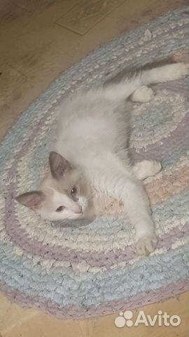 Котенок в дар