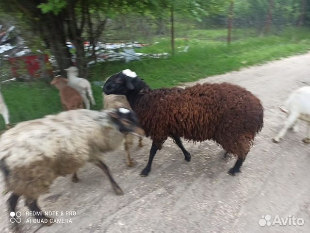 Баран на племя