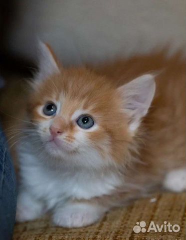 Котенок Лёва 1,5-2 мес. в добрые руки