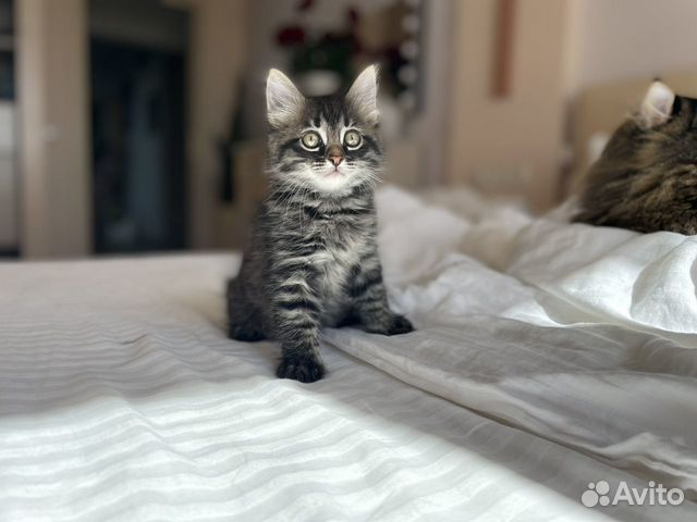 Сибирский котик
