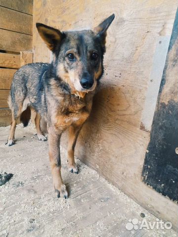 Раде очень тяжело в приюте