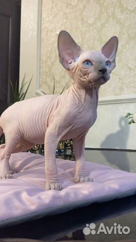 Голубой поинт мальчик. Очень красивый