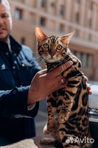 Бенгальская