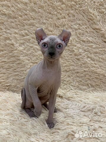 Эльф, Канадский сфинкс