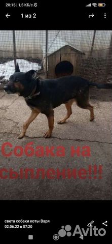 Собака в добрые руки