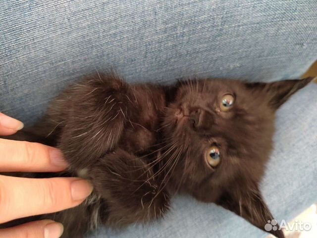 Котята