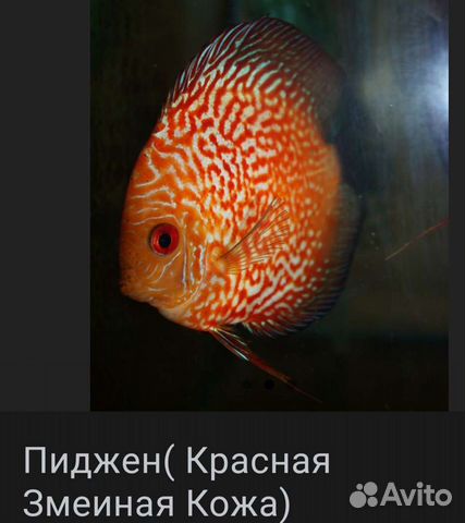 Дискусы взрослые от заводчика