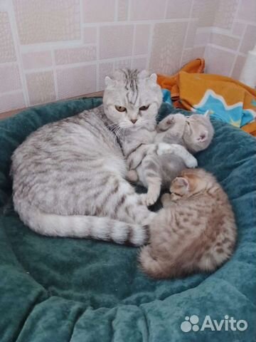 Шотландские вислоухие котята