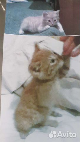 Кошки бесплатно