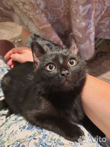Кошка в добрые руки