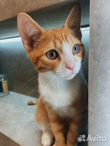 Котенок Янтарик в добрые руки