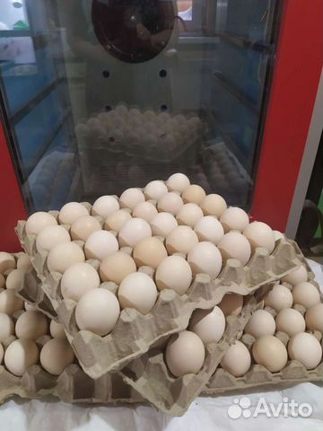 Декабл Уайт. Несушка на 6-8.06.22