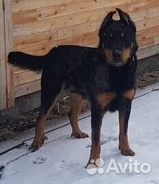 Отдадим кобеля породы Босерон (Французская овчарк