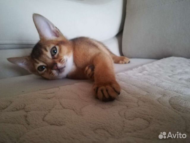 Абиссинский котенок