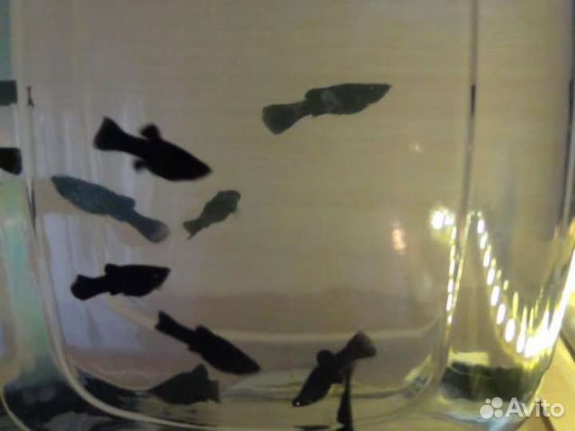 Отдам за киндер