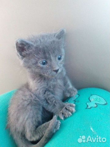 Котенок в добрые руки