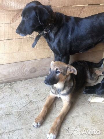 Щенок 5 месяцев