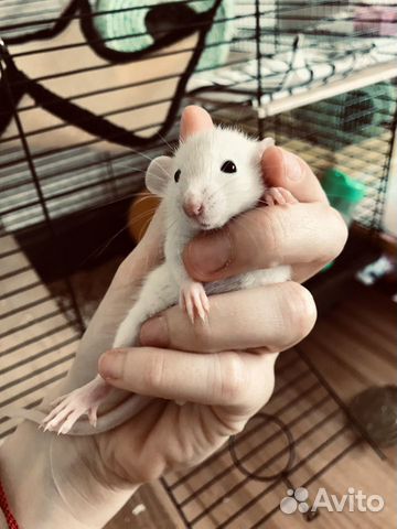 Крысята дамбо