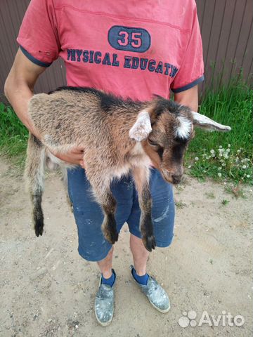 Продам козленка