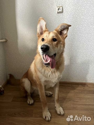 Щенок в добрые руки бесплатно