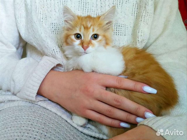 Котенок в добрые руки