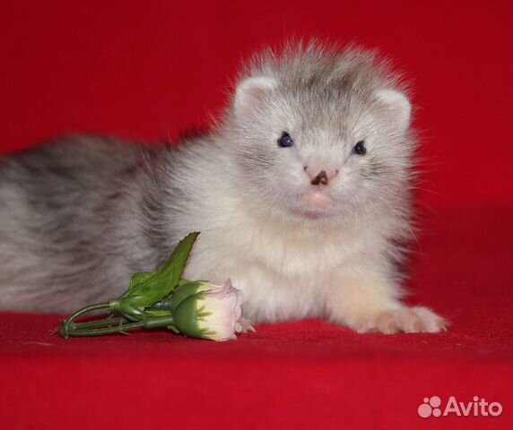 Хоречки малыши