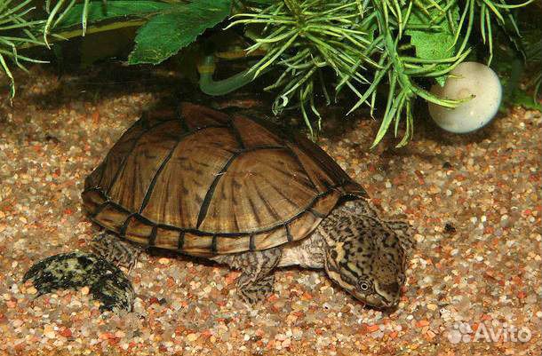 Черепаха мускусная (Sternotherus odoratus)