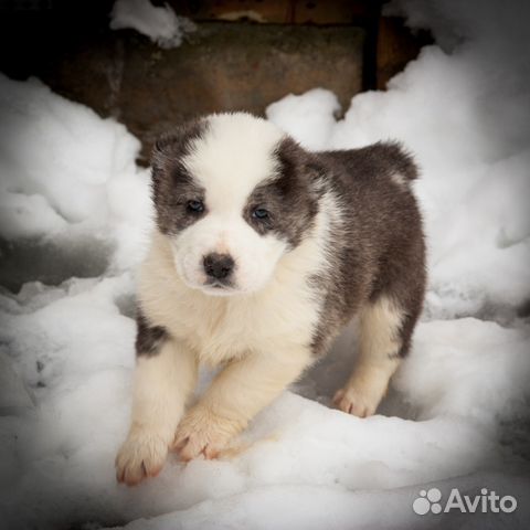 Красивый алабай кобель