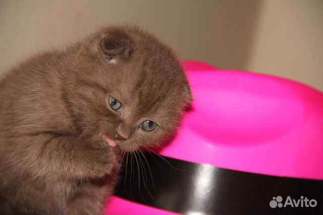 Вислоухие котята