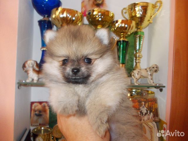 Малышка- померашка