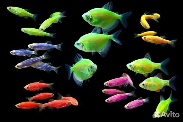 Данио,Тернеция,барбус Glo fish - светящиеся рыбки