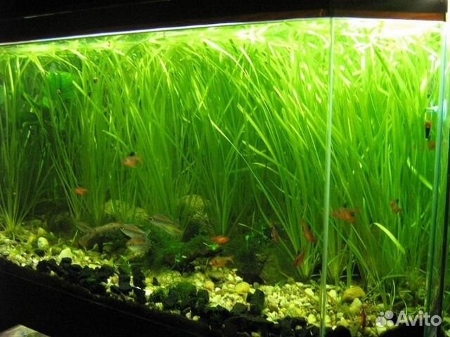 Быстрорастущие растения для аквариума