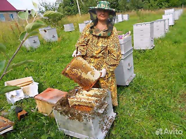 Продаю пчел