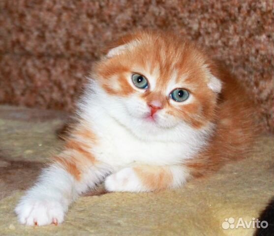 Клубные шотландские красные биколорные котята