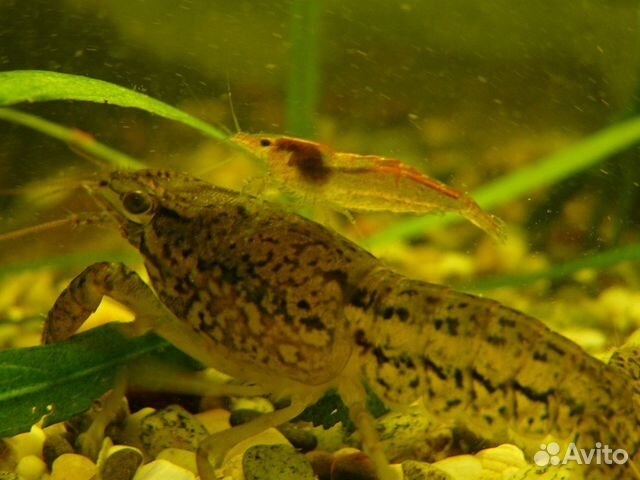 Рачки(раки) мраморные аквариумные