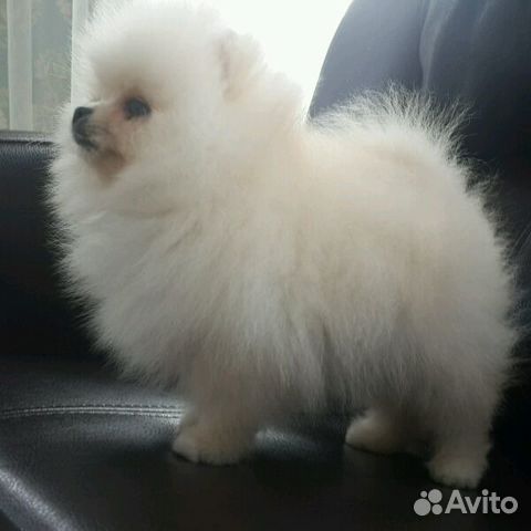 Мишки-топтышки