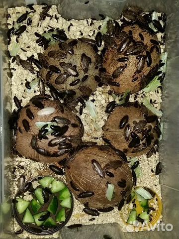 Тараканы мраморные