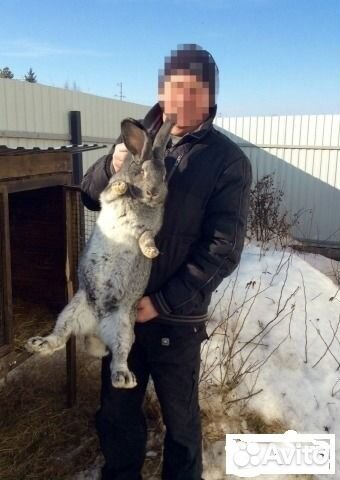 Кролики Фландер