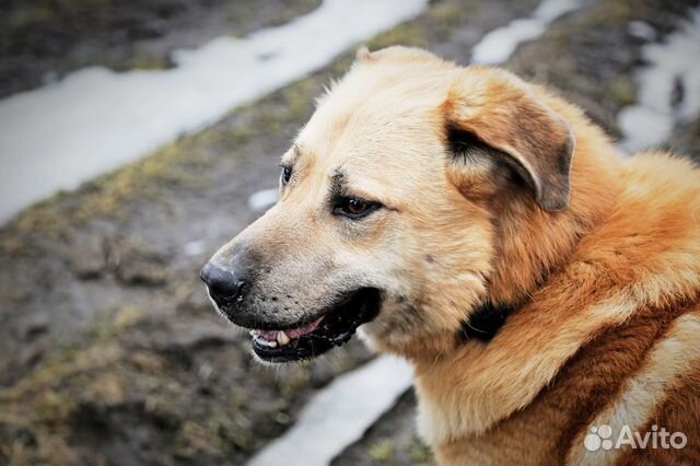 Метис мальчик. Крупный, рыжий красавец