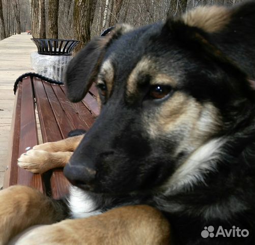 Бывшедомашний мальчик теперь в приюте