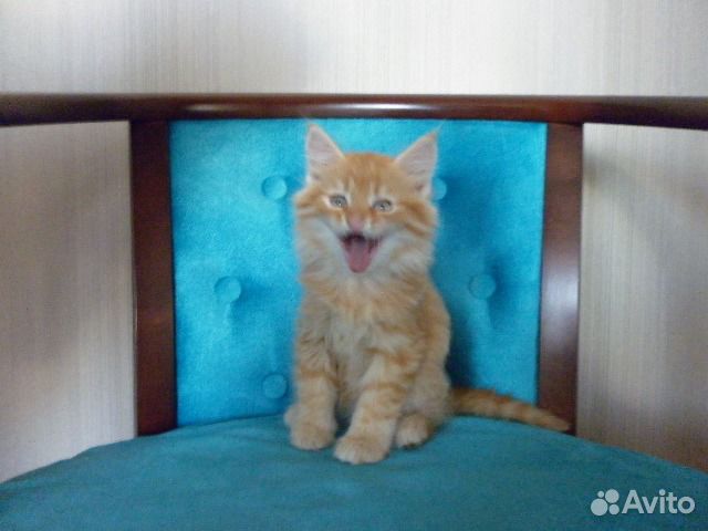 Кошечка мышеловка Ищет заботу и любовь
