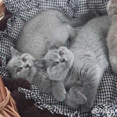 Британские котики,можно брать на дачу