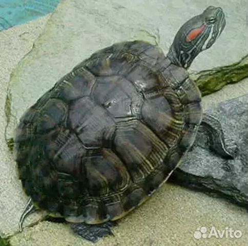 Краснаухие черепахи