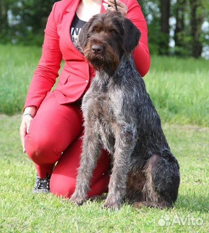 Немецкий дратхаар для вязки