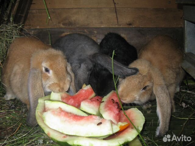 Кролик Баран французский