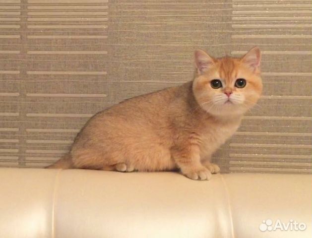 Alisa британочка ny25 золотая шиншилла