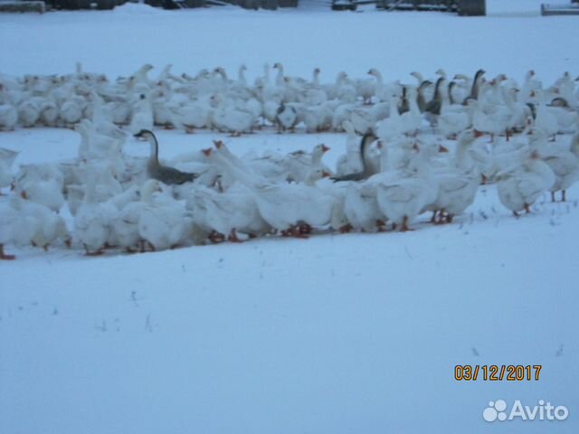 Продаю гусиное яйцо