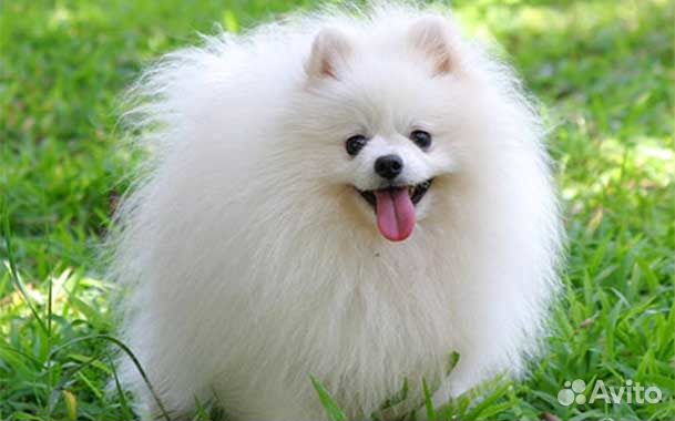 Шпиц белый взрослый 2 года