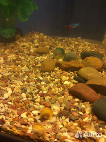 Отдам детенышей желтых улиток-ампулярий